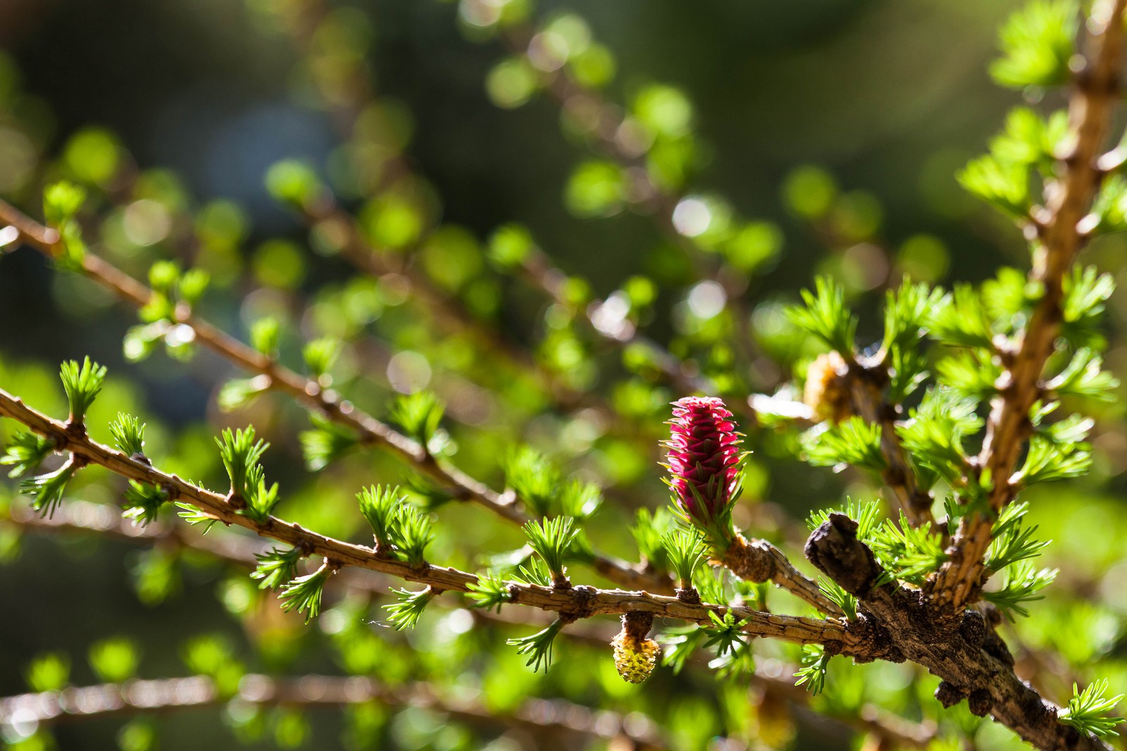 Mélèze | Photothèque Photos & Reportages - Bertrand Bodin Photographe