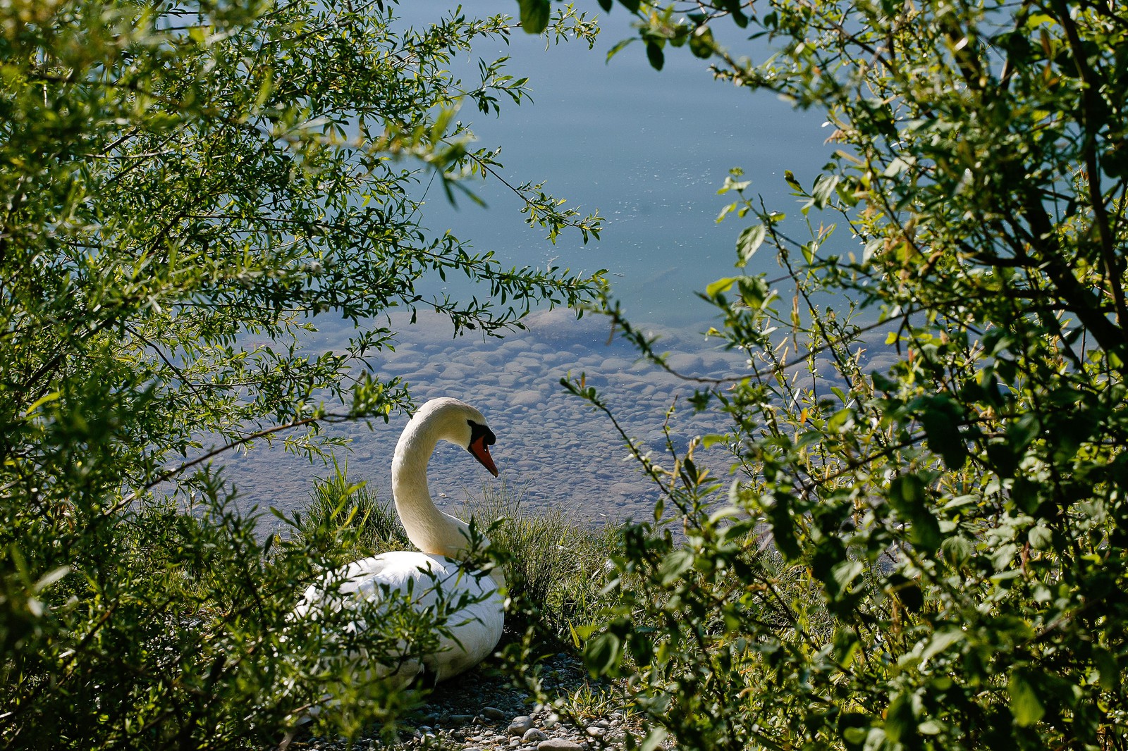 Réserve naturelle du Delta de la Dranse | Photothèque Photos ...