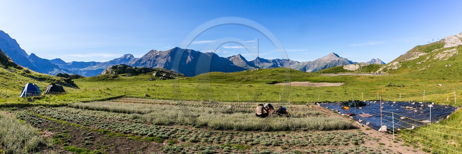 Culture et production de génépi